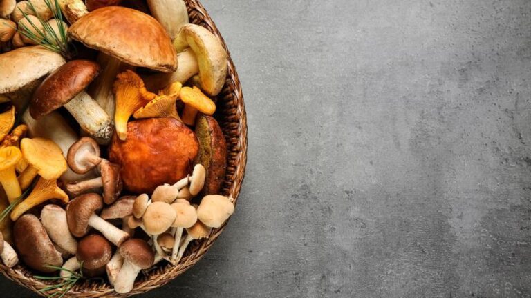 Les 5 champignons comestibles les plus répandus en automne : chardon ...
