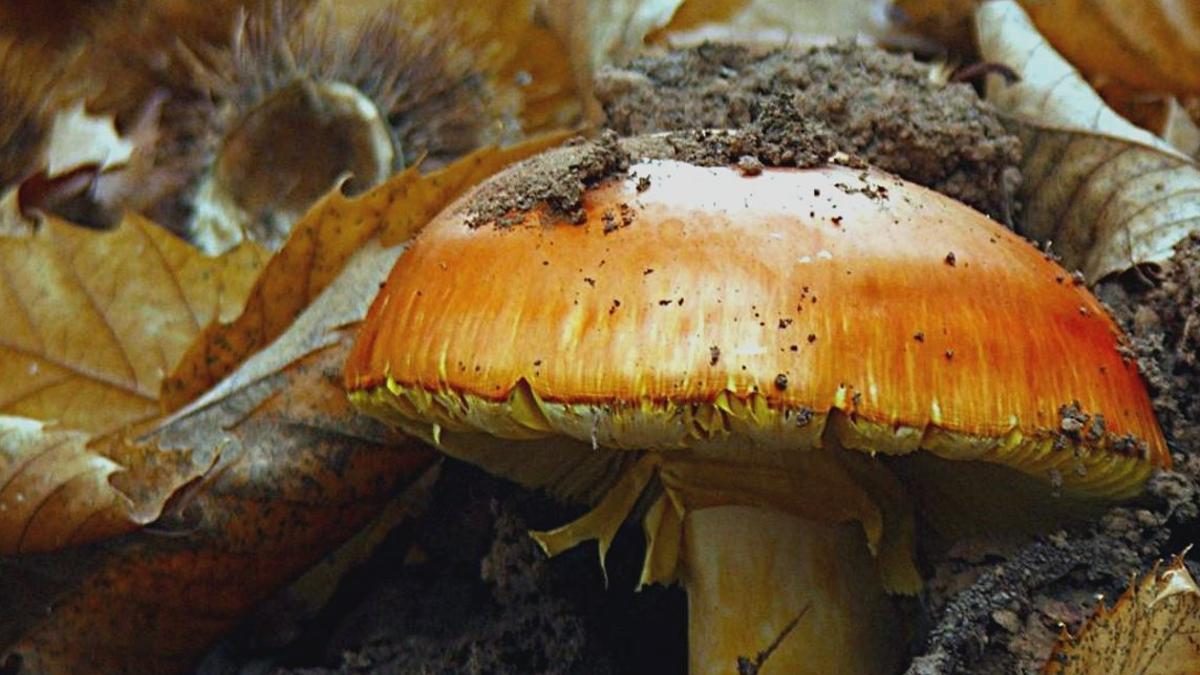 L'humidité extrême provoque la fructification des champignons de ...